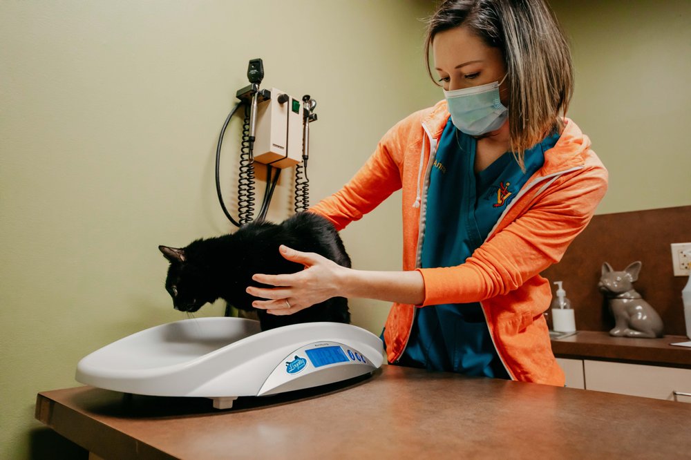 FESTIVAL VETERINARY CLINIC - Updated January 2026 - 16 Photos - 5 Bel ...