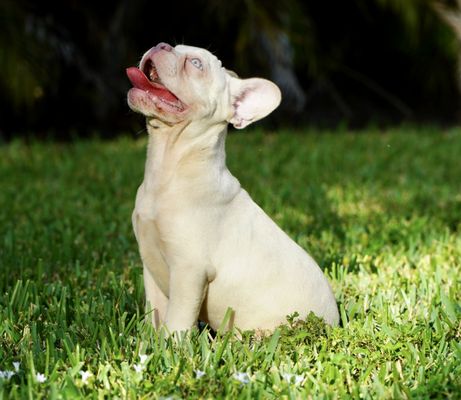 THE EXOTIC FRENCHIE LAB - Updated July 2024 - Miami, Florida - Pet ...