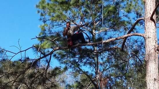 JOHN SISCO TREE SERVICE AND REMOVALS - Updated December 2025 - 12 ...