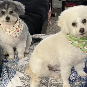 PAWS R US - 39 Photos - 7955 N Cedar Ave, Fresno, California - Yelp