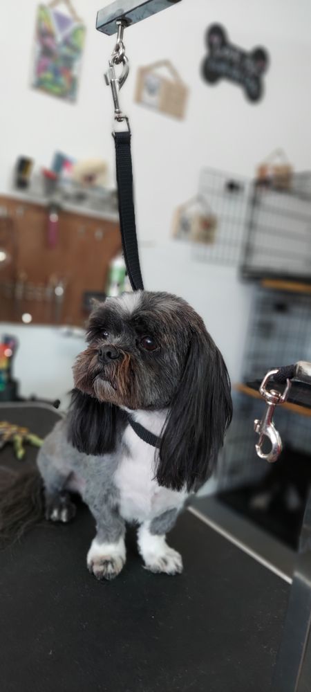 UNDER ONE RUFF - Updated December 2025 - 20 Photos - 707A W Henderson ...