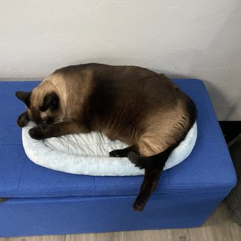 EUGENE SPRINGFIELD CAT LOUNGE - Updated December 2024 - 15 Photos - 537 ...