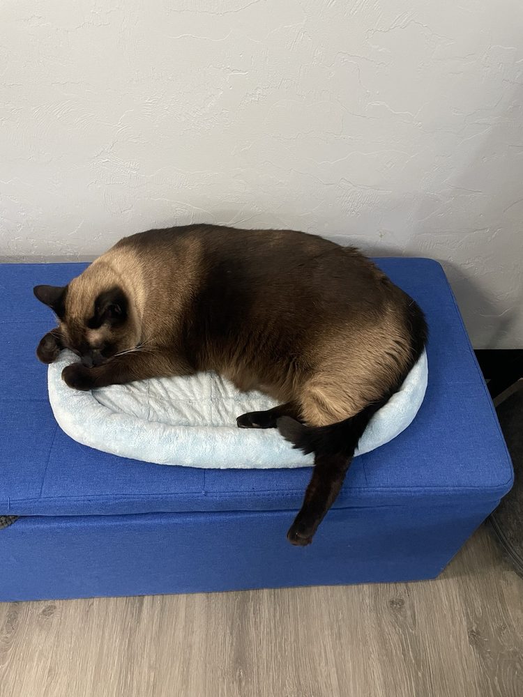 EUGENE SPRINGFIELD CAT LOUNGE - Updated October 2024 - 537 W Centennial ...