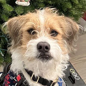 PETSMART - Updated July 2025 - 136 Photos & 277 Reviews - 1225 ...