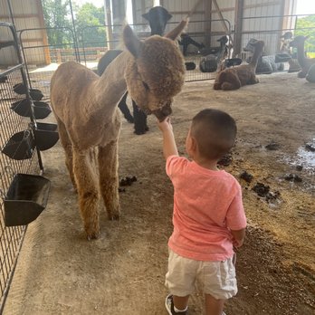 BLACK BARN ALPACAS - Updated July 2025 - 376 Photos & 38 Reviews - 2401 ...