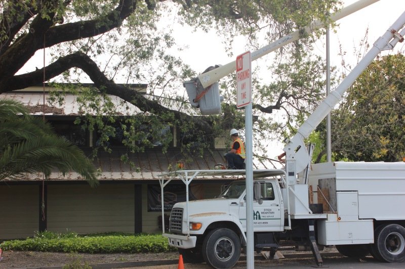 FITCH MOUNTAIN TREE SERVICE - Updated June 2025 - Healdsburg ...