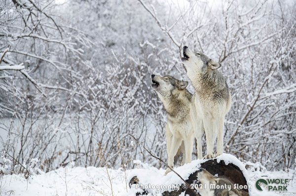 WOLF PARK - Updated October 2025 - 99 Photos & 32 Reviews - 4004 E ...