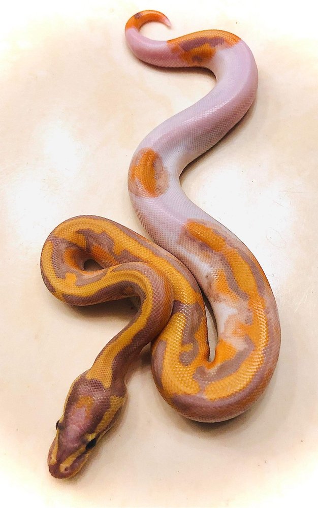 SUPREME BALL PYTHONS - Raymondville, Texas - Reptile Shops - Phone ...