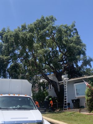 CALIFORNIA TREE DESIGN - Updated July 2025 - 233 Photos & 201 Reviews ...