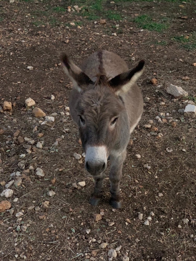 HARPER HILL RANCH - Updated 05/2025 - 12300 Huber Rd, Seguin, Texas ...