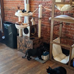 THE BISCUIT FACTORY CAT LOUNGE - Updated July 2025 - 36 Photos & 14 ...