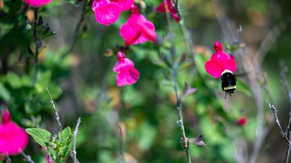 ALBANY BULB - Updated August 2025 - 1000 Photos & 248 Reviews - 1 ...