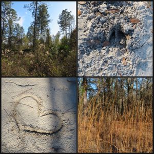 OSCEOLA SHOOTING RANGE - Forest Rd 278, Lake City, Florida - Gun/Rifle ...