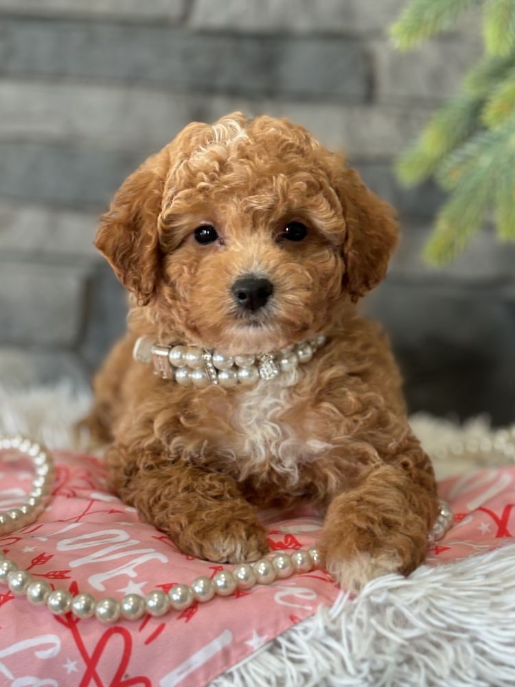 FAMILY AFFAIR PUPPIES - Updated January 2025 - 12 Photos - Ligonier ...