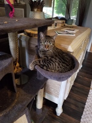 BUCKLEY VETERINARY HOSPITAL - Updated July 2025 - 33 Reviews - 28801 ...