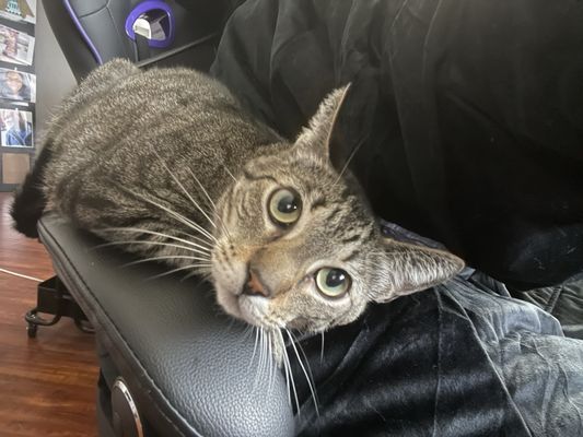 ANIMAL EMERGENCY CLINIC PEARLAND 288 - Updated December 2025 - 69 ...