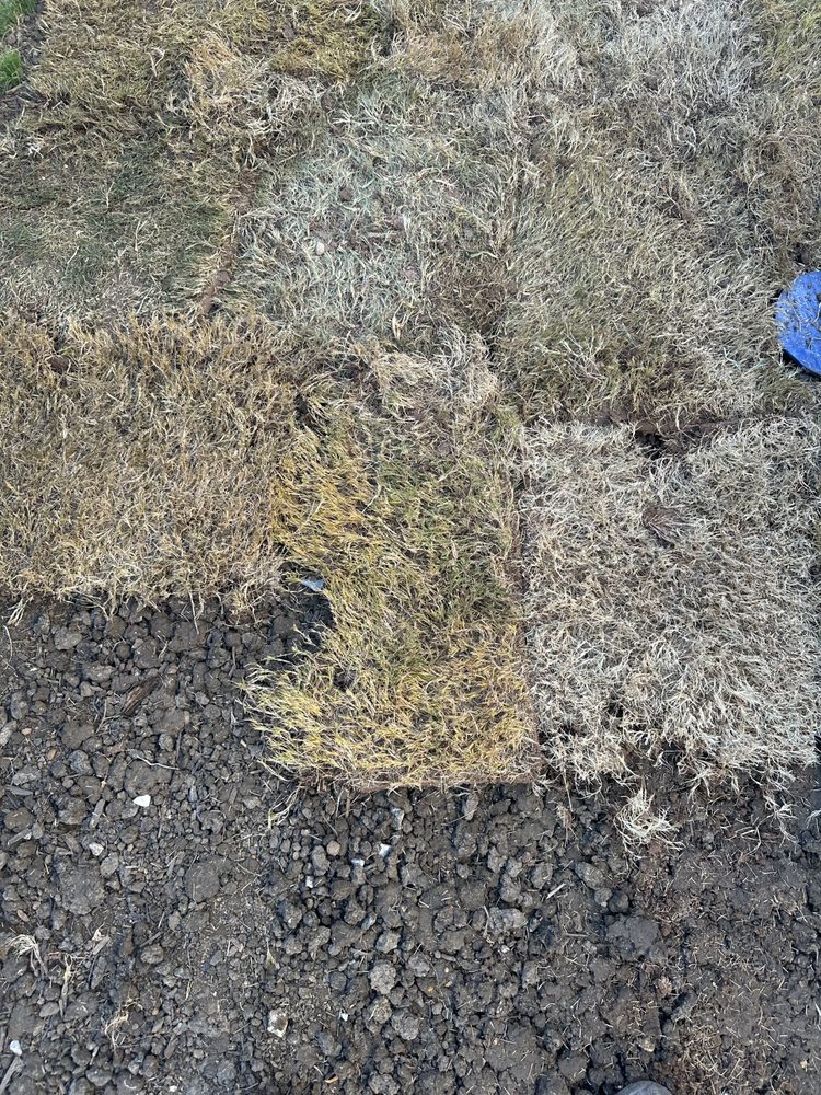 KING RANCH TURFGRASS - Updated October 2025 - 51 Photos - 4020 S Cooper ...