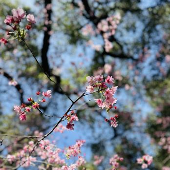 DESCANSO GARDENS - Updated September 2024 - 10579 Photos & 1940 Reviews ...