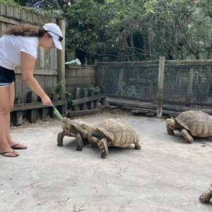 CROC ENCOUNTERS - 233 Photos & 119 Reviews - 8703 Bowles Rd, Tampa ...