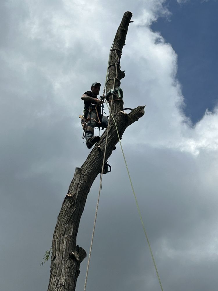 VIKING TREE SERVICE - Updated October 2025 - 15 Photos - Lincoln Park, Michigan - Tree Services ...