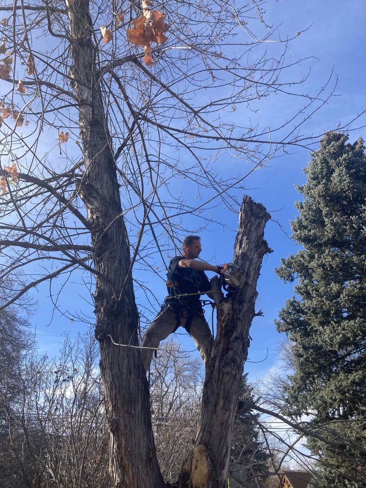 THE FAMILY TREE SERVICE - Updated January 2025 - Request a Quote ...