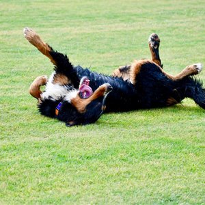 PET PARADISE DRIPPING SPRINGS - Updated December 2025 - 13 Reviews ...