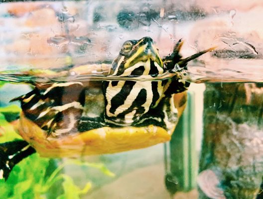 AQUARIUM & SHARK LAB BY TEAM ECCO - 511 N Main St, Hendersonville ...