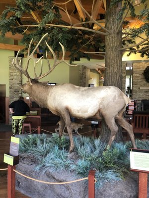ELK COUNTRY VISITORS CENTER - 134 Homestead Dr, Benezette, Pennsylvania ...