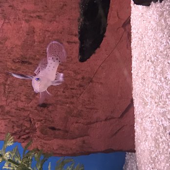 VI PETS - PLAINFIELD - Updated December 2025 - 33 Reviews - 4191 Plainfield Ave NE, Grand Rapids ...