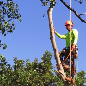 ABC PROFESSIONAL TREE SERVICES - Updated September 2025 - 20 Photos ...