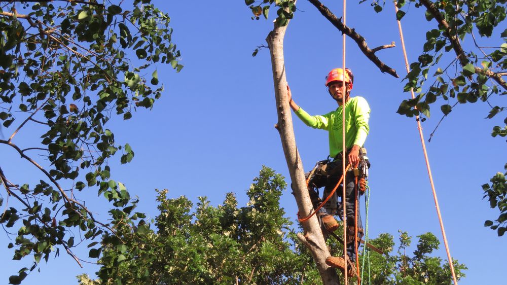 TREE SOLUTIONS OF TEXAS - Updated October 2025 - 20 Photos & 21 Reviews ...