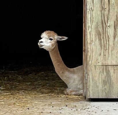 BOULDER RIDGE WILD ANIMAL PARK - Updated November 2025 - 151 Photos ...