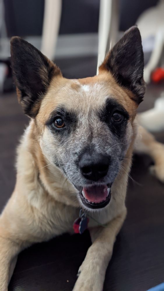 AUNTIE ZO’S DOGSITTING - Updated September 2024 - Request a Quote ...