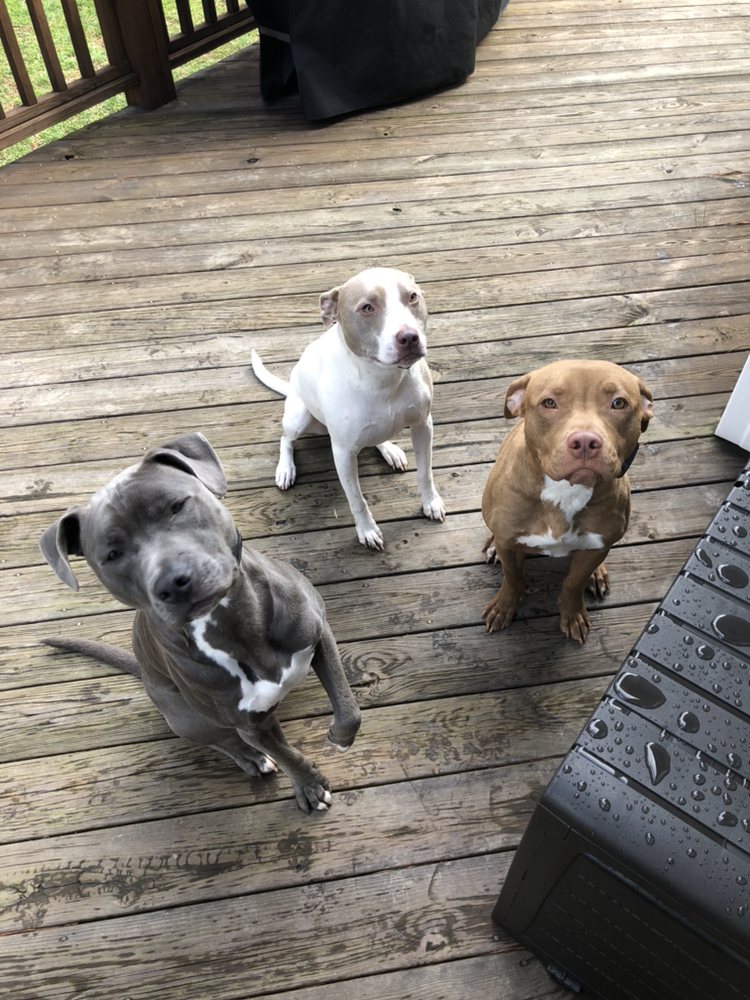 TRIANGLE K9 - Updated July 2025 - 14 Photos - Wendell, North Carolina ...