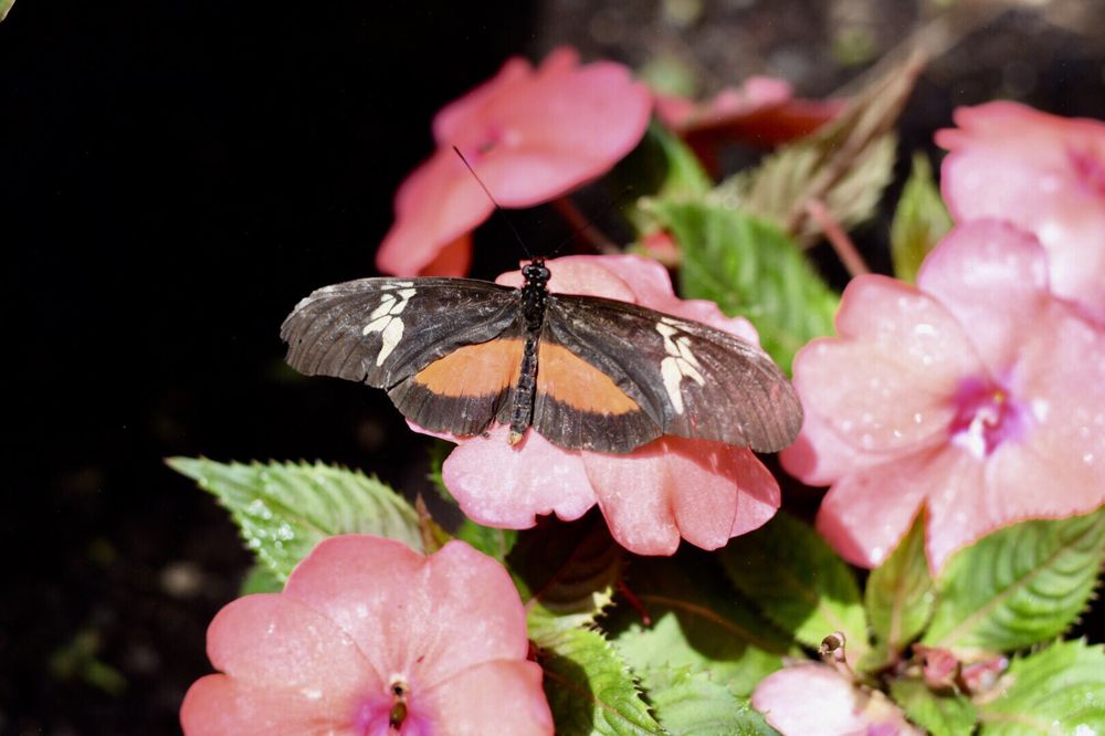Butterfly Wonderland - 1620 Photos & 488 Reviews - Botanical Gardens ...