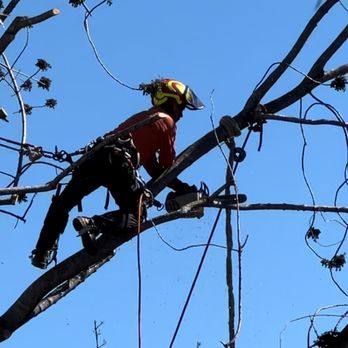 MASTER TREE SERVICES - Updated July 2024 - 213 Photos & 219 Reviews ...