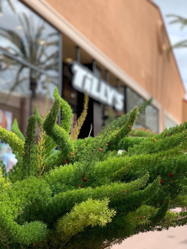 TILLYS - Updated March 2025 - 29 Photos & 55 Reviews - 723 Spectrum ...