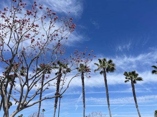 VONS - Updated October 2025 - 136 Photos & 223 Reviews - 1820 Ximeno ...