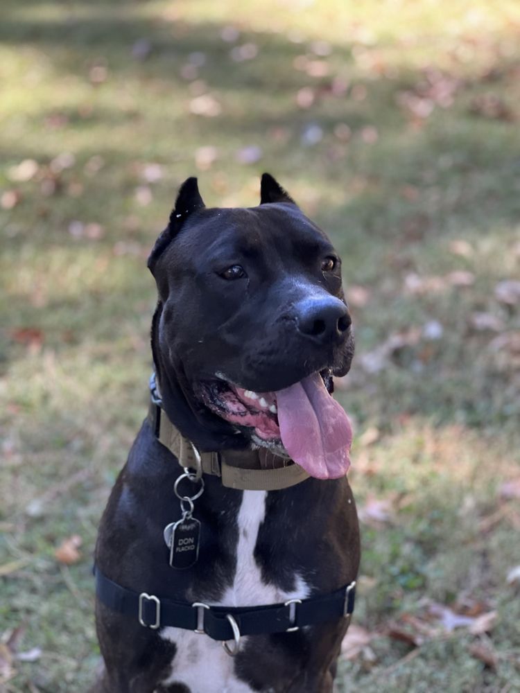 MIDAS DOG TRAINING - Updated October 2025 - 24 Photos - Atlanta ...