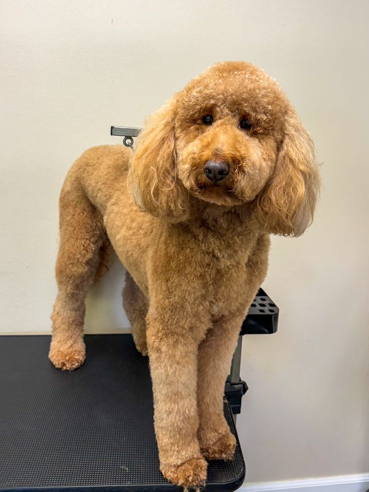 LUXE DOG GROOMING - Updated August 2025 - 13 Photos - 636 W Oak Ave ...