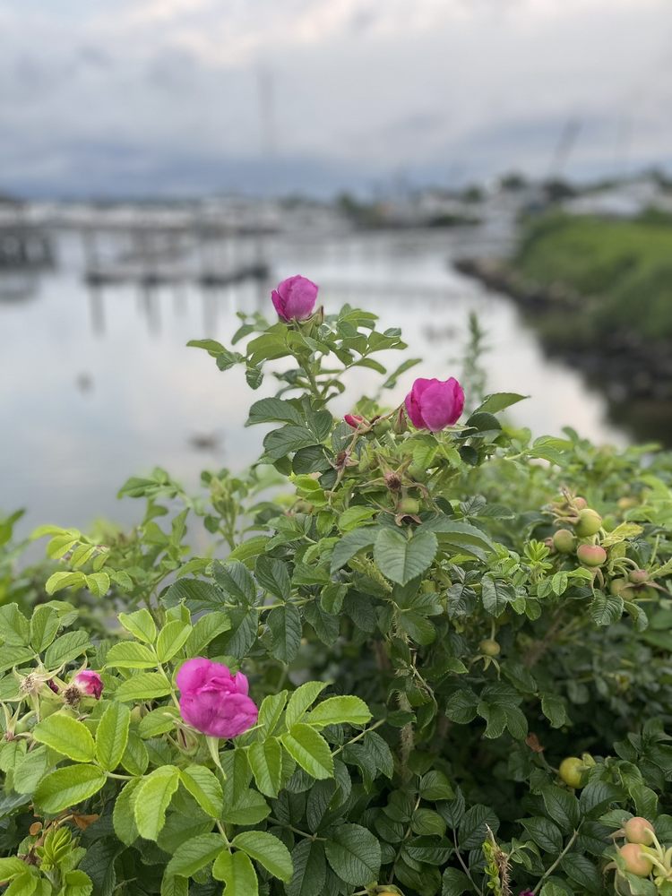 BAY WALK PARK THE PORT NORTH PIER AND NAUTICAL ART MUSUEM - Updated ...