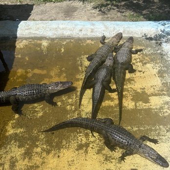GULF COAST GATOR RANCH & TOURS - Updated December 2025 - 241 Photos ...