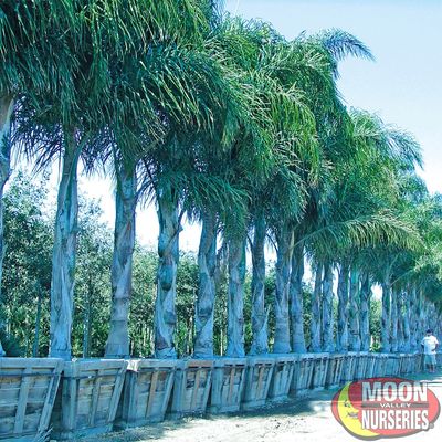 MOON VALLEY NURSERIES - Updated October 2025 - 57 Photos & 52 Reviews - 5545 W Hunt Hwy, Queen ...