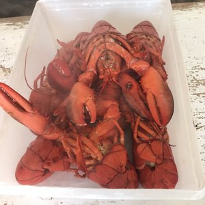 RYER’S LOBSTERS - 57 Photos & 32 Reviews - 8494 Peggys Cove Road ...