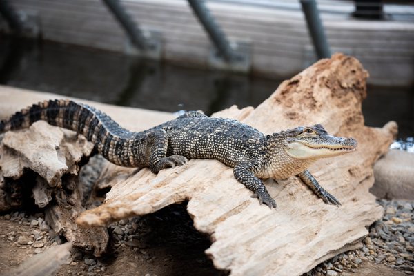 GATOR CHATEAU - Updated December 2025 - 166 Photos & 53 Reviews - 100 ...