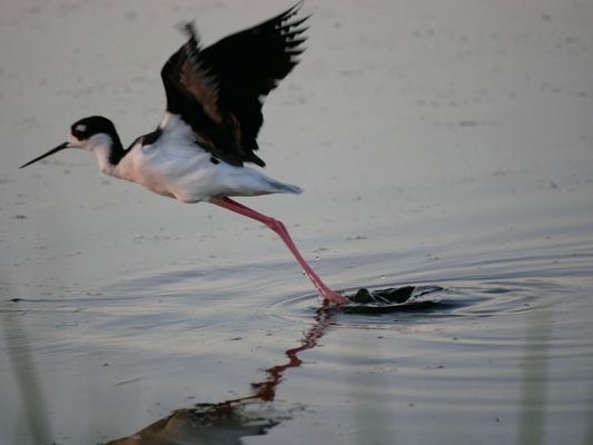 MERCED NATIONAL WILDLIFE REFUGE - Updated March 2025 - 115 Photos & 12 ...
