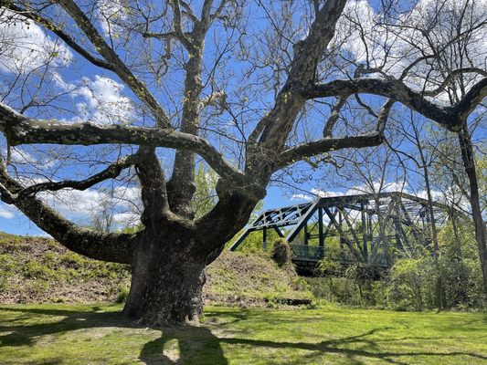 PINCHOT SYCAMORE TREE PARK - Updated June 2024 - 61 Photos - 185 ...