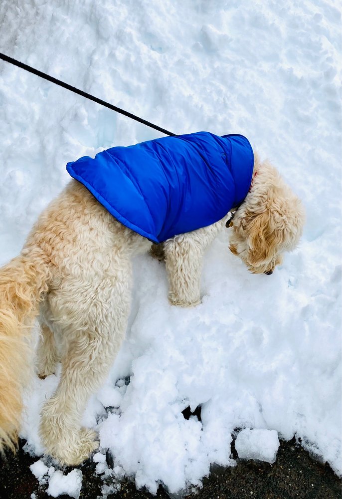 HYAK SNO-PARK - 65 Photos & 23 Reviews - Iron Horse Trl, Snoqualmie ...