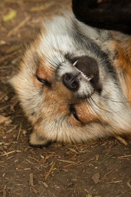 WOLF PARK - Updated October 2025 - 99 Photos & 32 Reviews - 4004 E ...