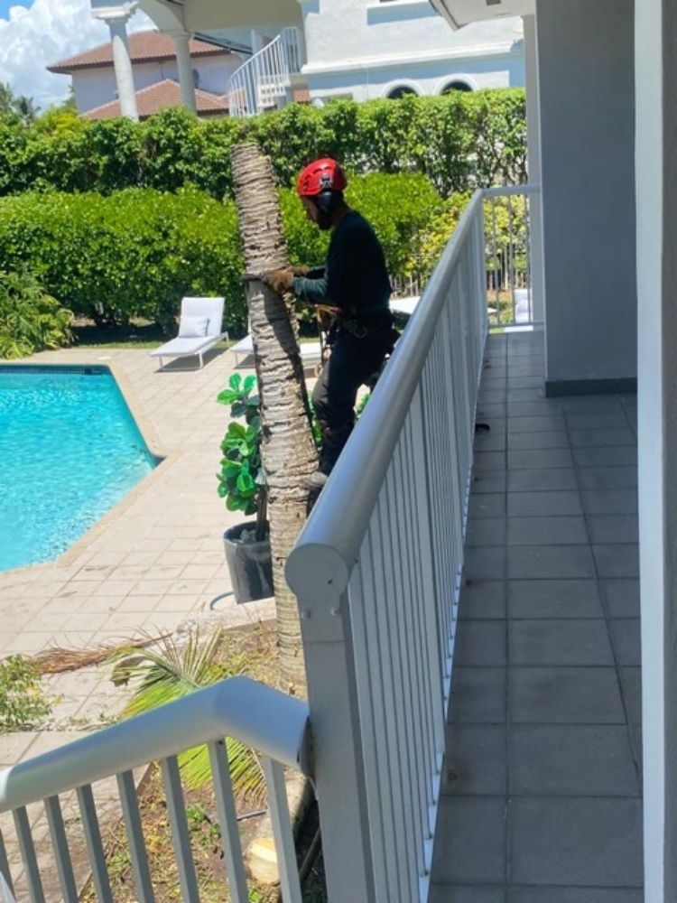 TIKAL TREE SERVICES - Updated May 2024 - Request a Quote - 2901 NW 87th ...